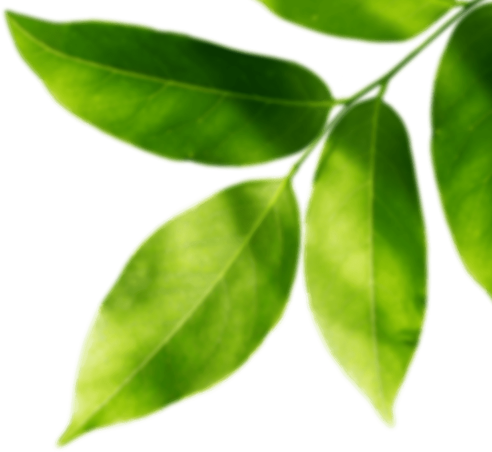 Pikmin™ 3 Deluxe for the Nintendo Switch™ family of systems – Official Site